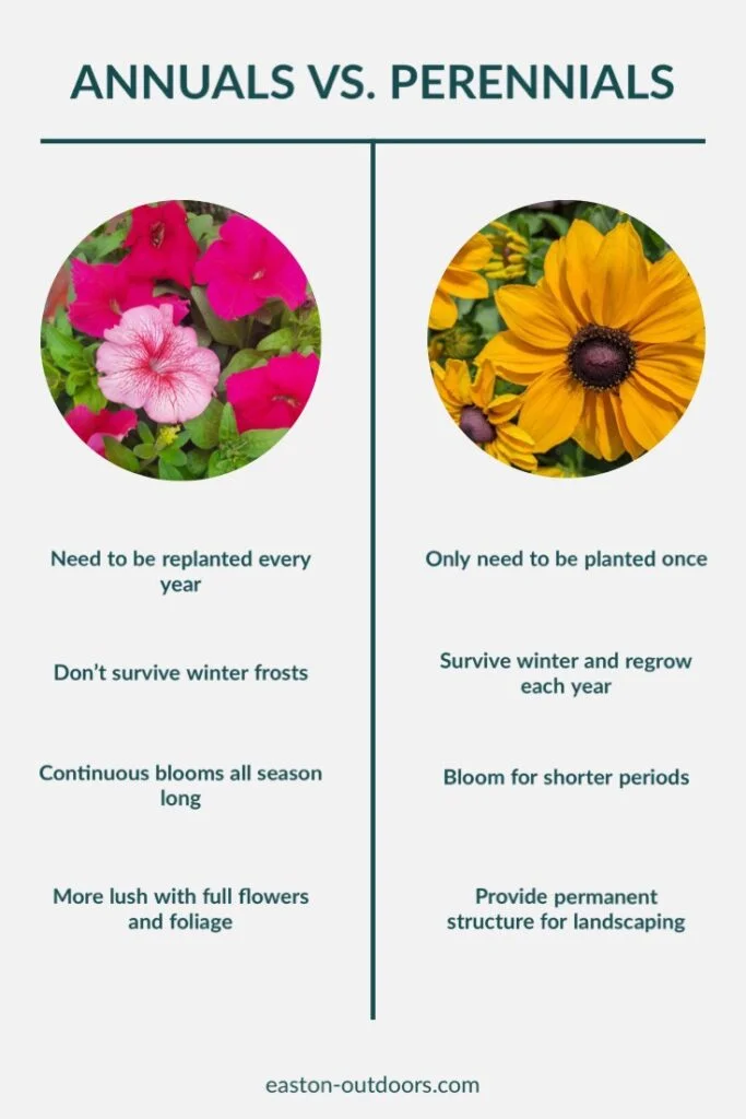 Flowers Annuals Vs Perennials
