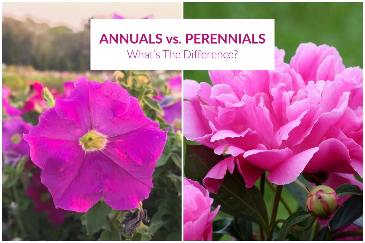 Know The Differences Between Annuals And Perennials