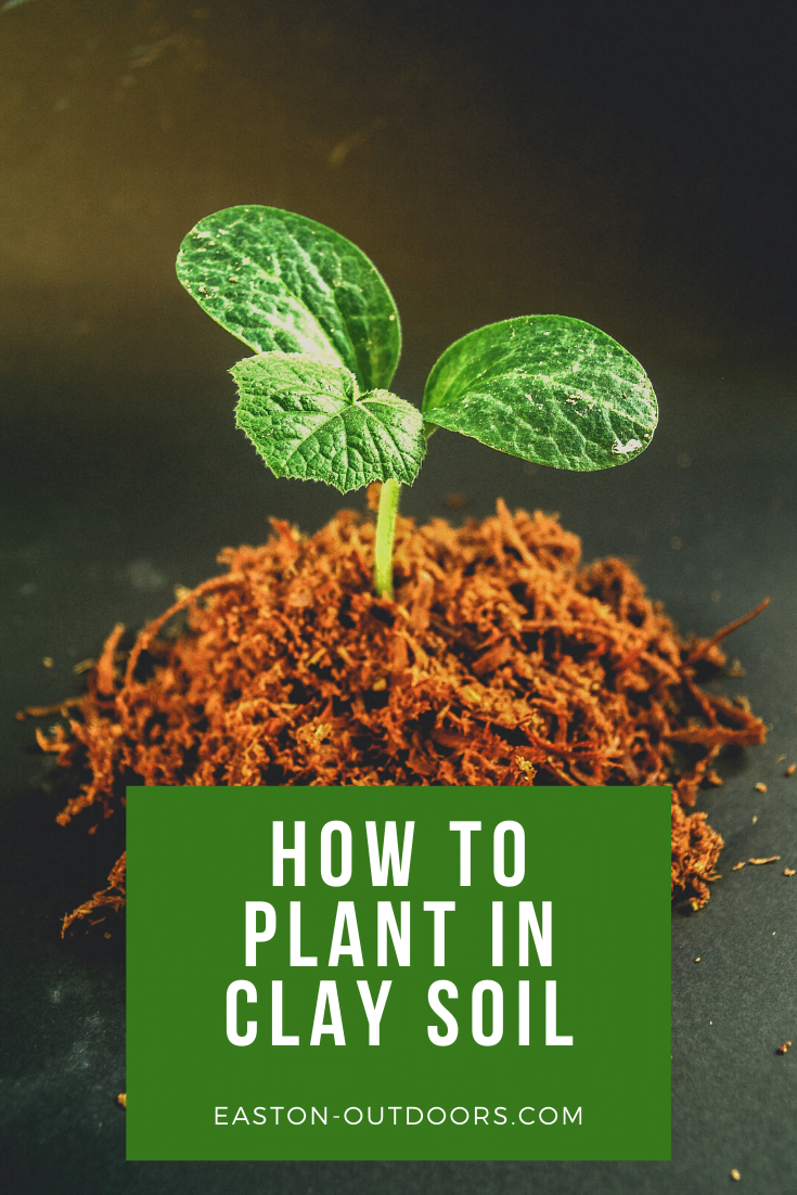 How to Plant in Clay Based Soil | Planting in Tidewater, VA