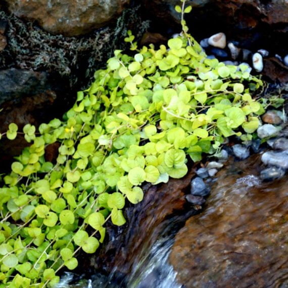 Pond Planting Tips - Easton Outdoors