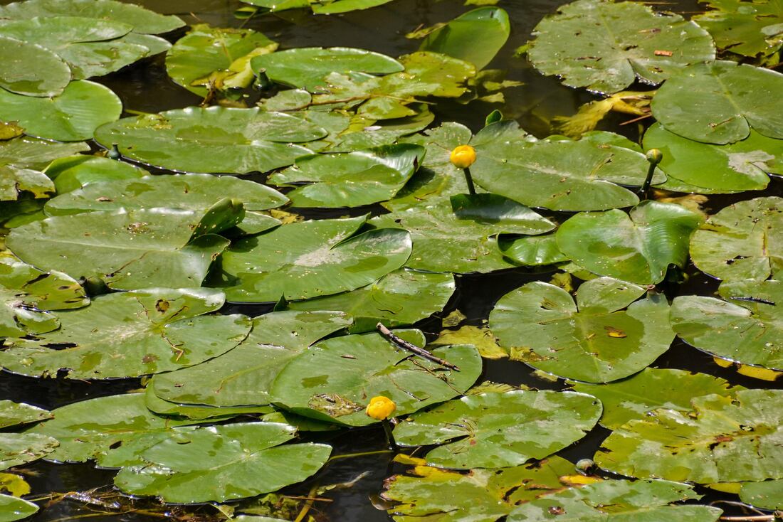 Pond Planting Tips - Easton Outdoors