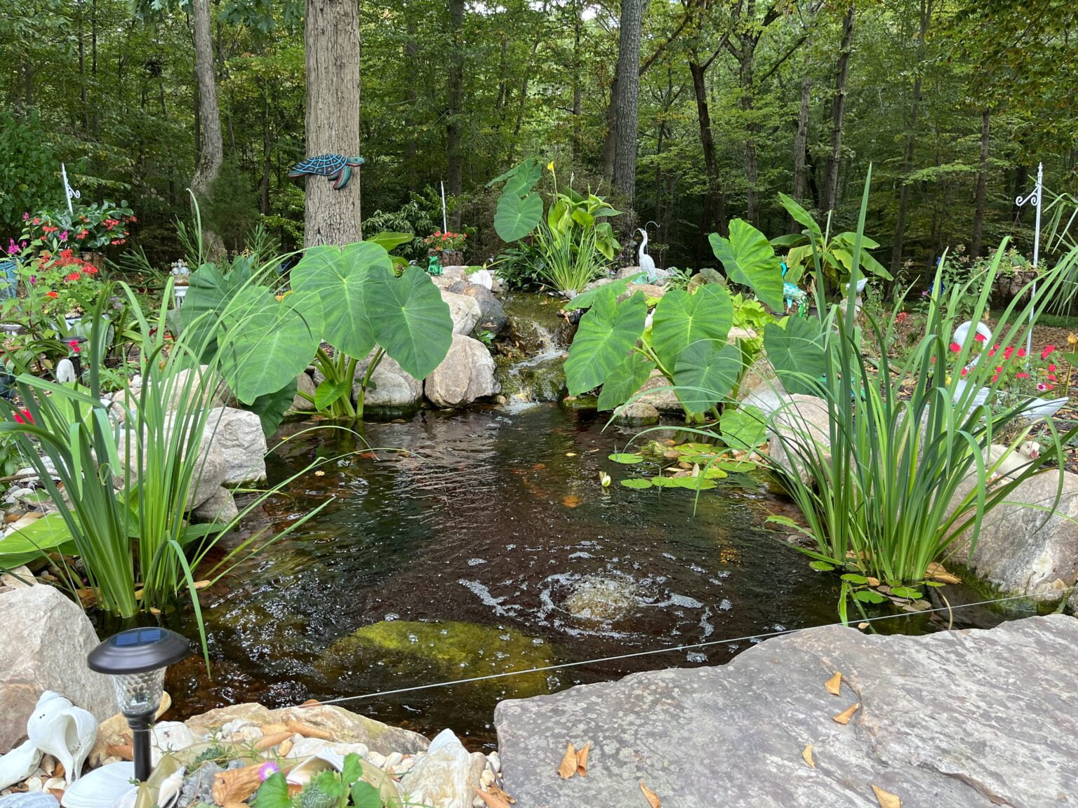 Pond Maintenance Guide | Pond Repair & Cleaning