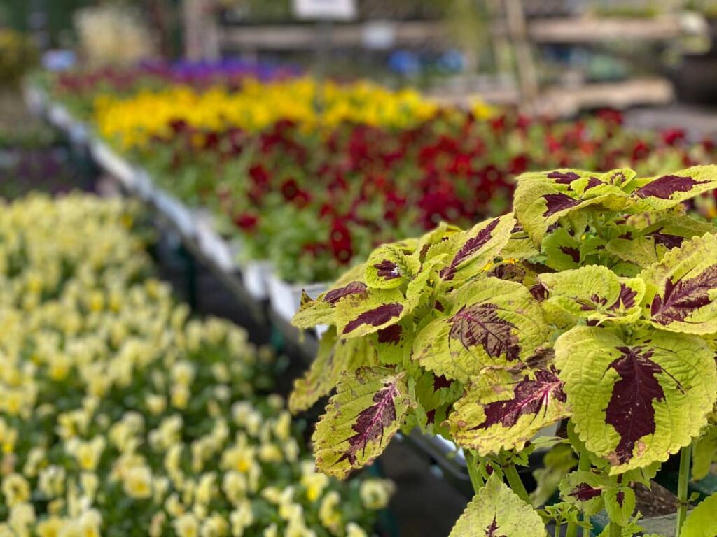 Commercial Pondless Waterfall | Homestead Garden Center Toano