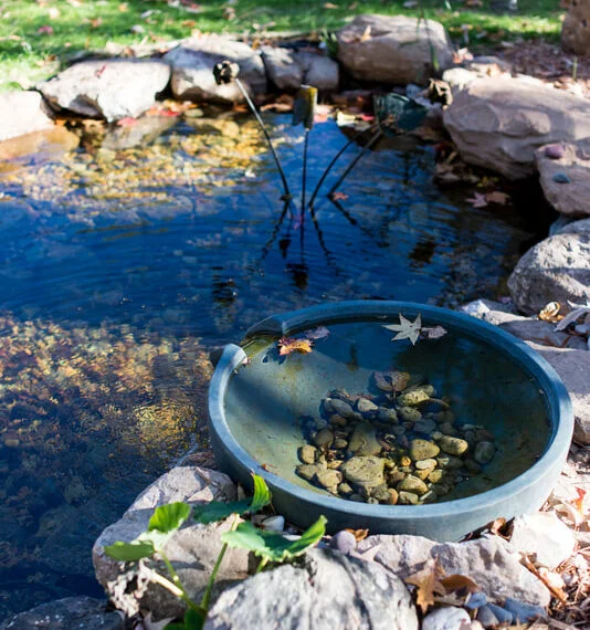 Galvanized Tub Fish Pond Pond Ecosystem Yorktown, VA | Backyard Water